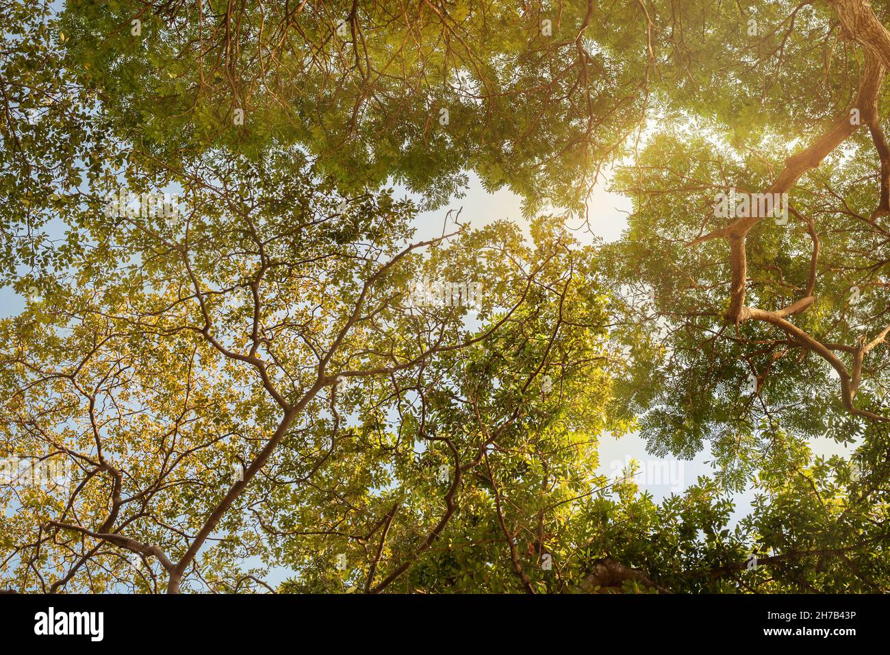 Natural trees background. Bottom view of the trees Stock Photo - Alamy