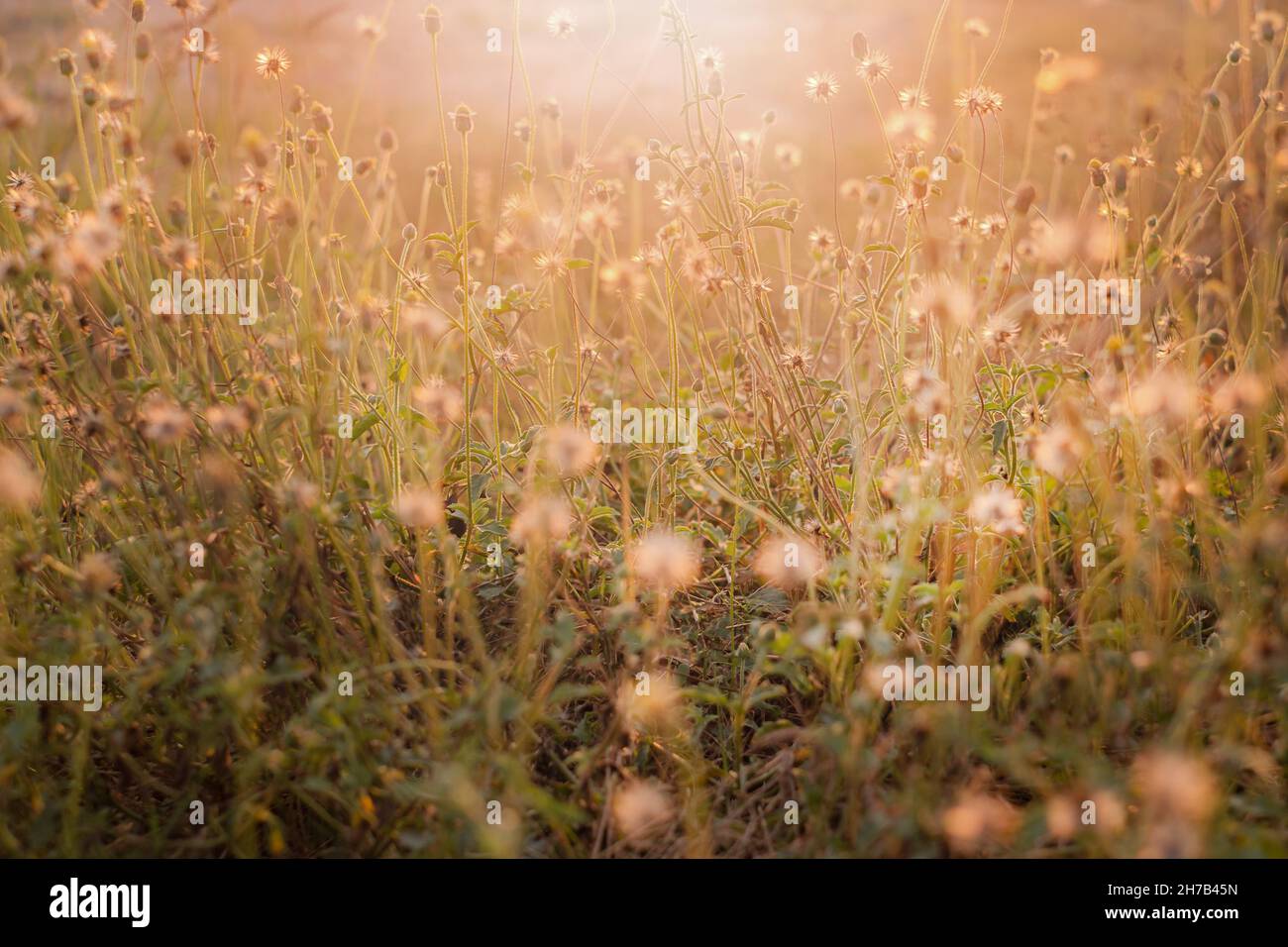 Fluffy flowers in the field. Flowers at sunset Stock Photo - Alamy