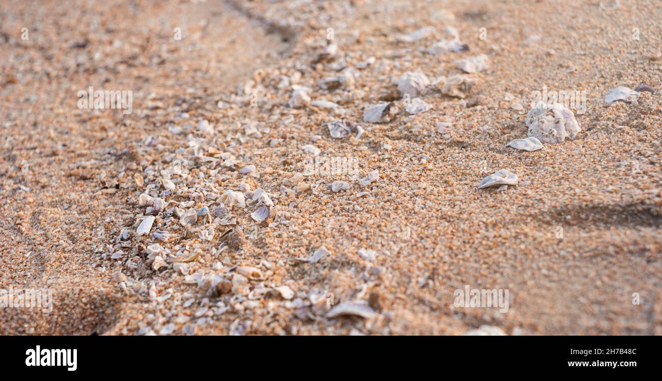 a path of small seashells leads through the sand. Sunlight illuminates ...