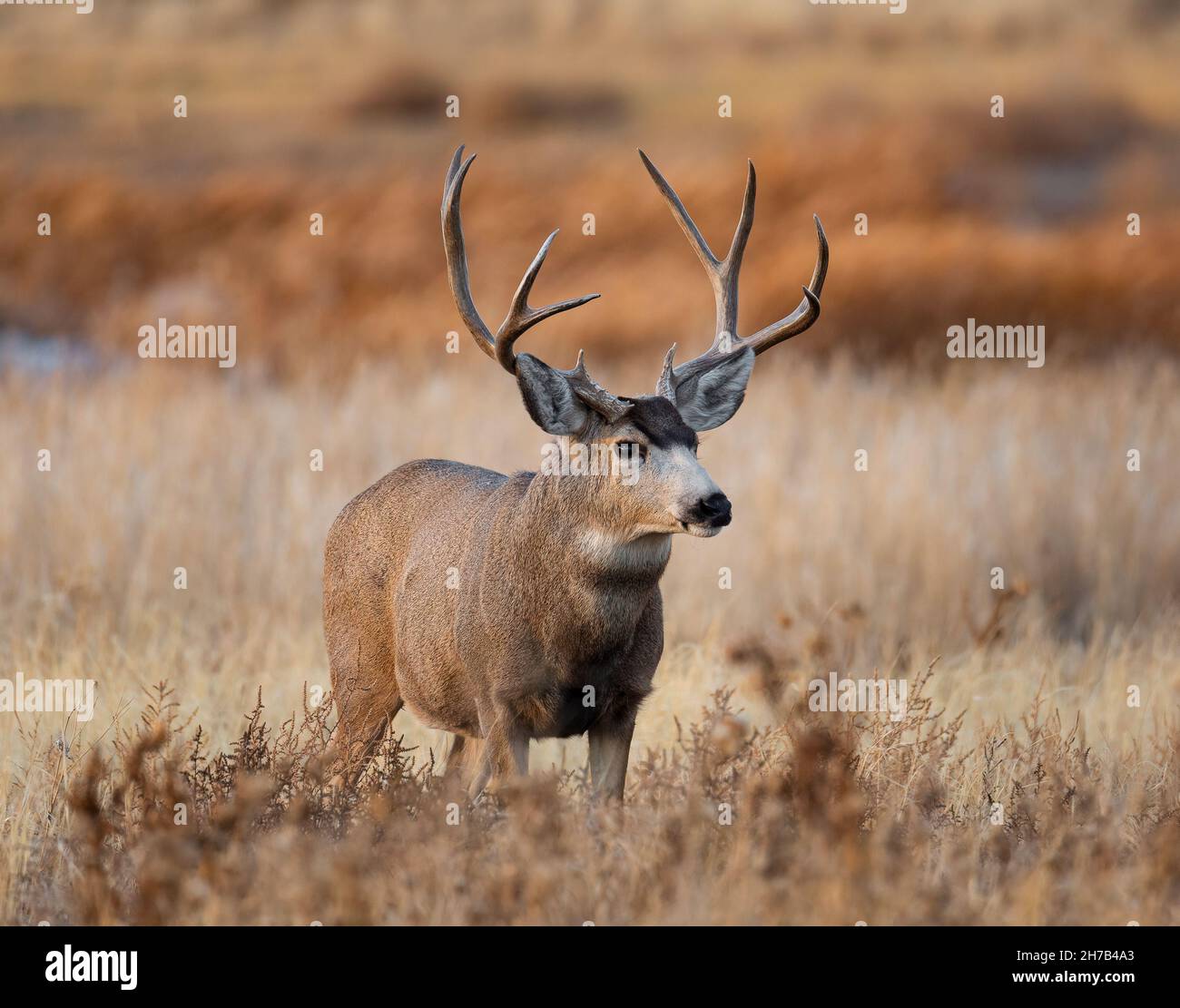 Mule deer male(buck) standing in field during fall deer rut at Rocky ...