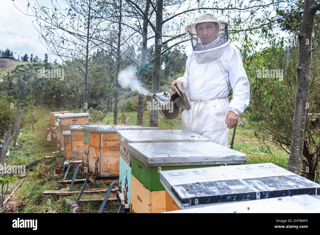 Portrait of a male beekeeper with the smoker during the honey bee ...