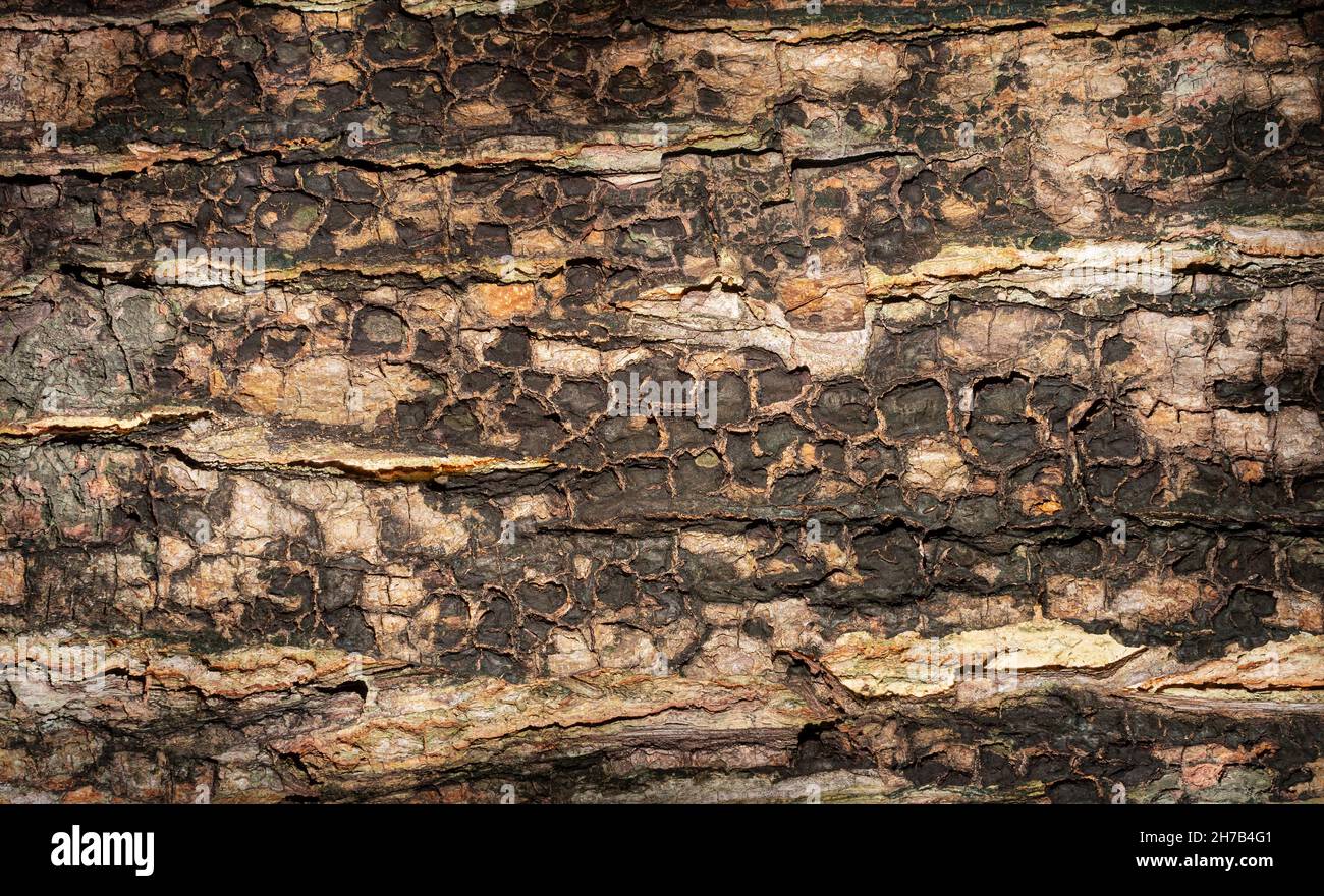 tree dark texture. wooden background with dark and light colors Stock ...