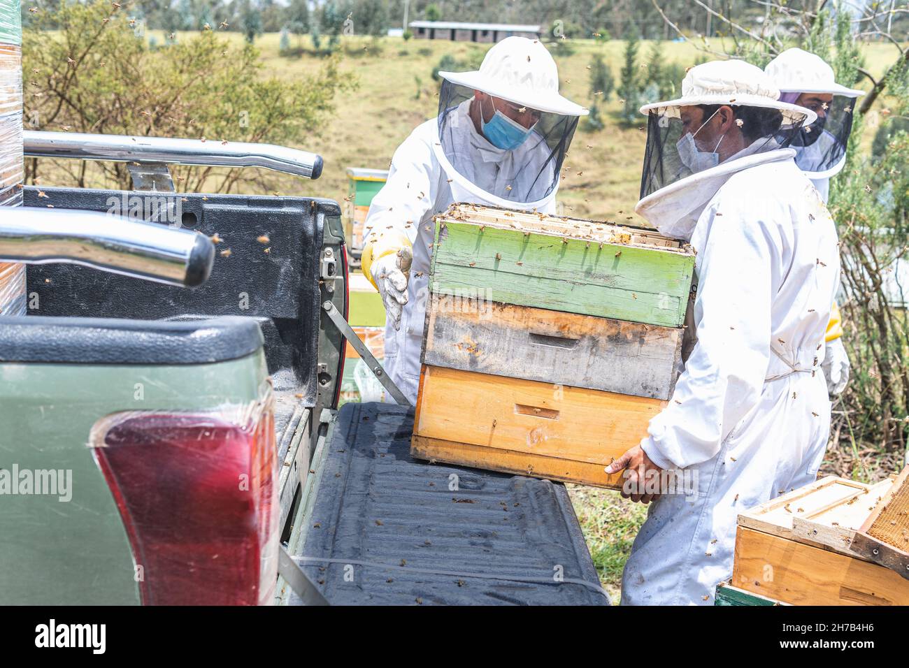 Two male beekeepers upload honeycombs to a van for transport Stock ...