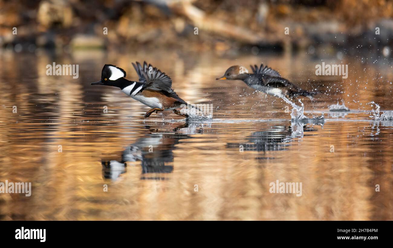 Hooded merganser male(drake) and female(hen) taking flight in pond ...
