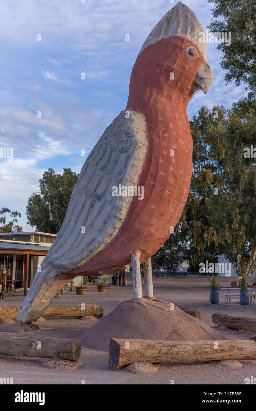 KIMBA, AUSTRALIA - MAY, 20, 2021: a sunset side view of the big galah ...