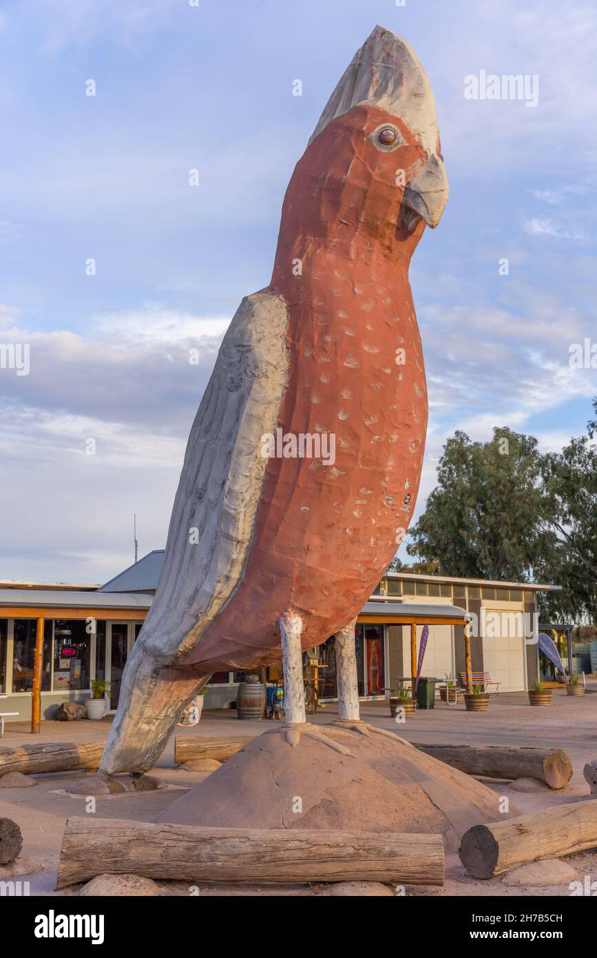 KIMBA, AUSTRALIA - MAY, 20, 2021: a sunset shot of the big galah ...