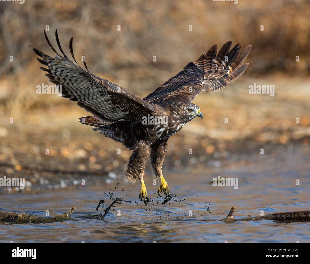 Immature Red-tailed hawk dark morph(harlans) taking off from log on ...