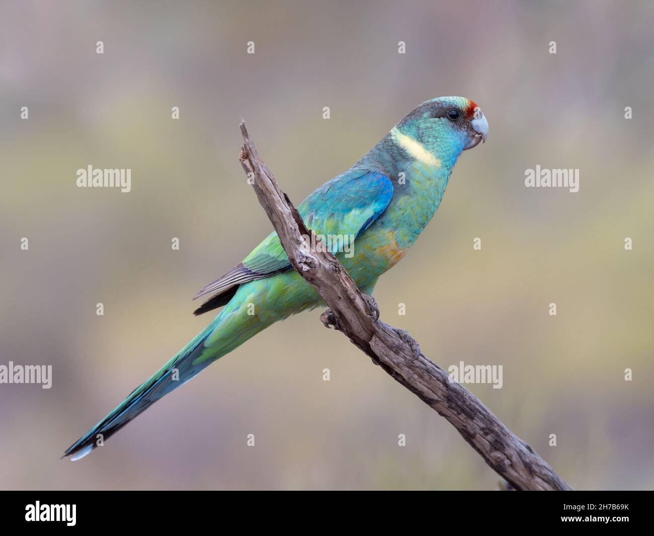 side view of a male mallee ringneck parrot perched on a branch at ...