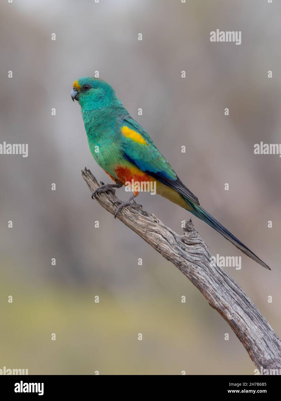 side view of a male mulga parrot on a branch at gluepot reserve Stock ...