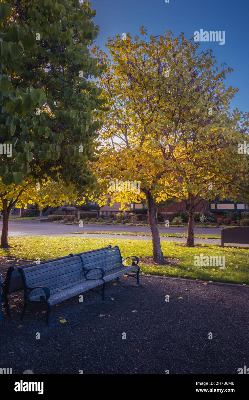 Empty bench in the autumn park. Deciduous trees with colorful green ...