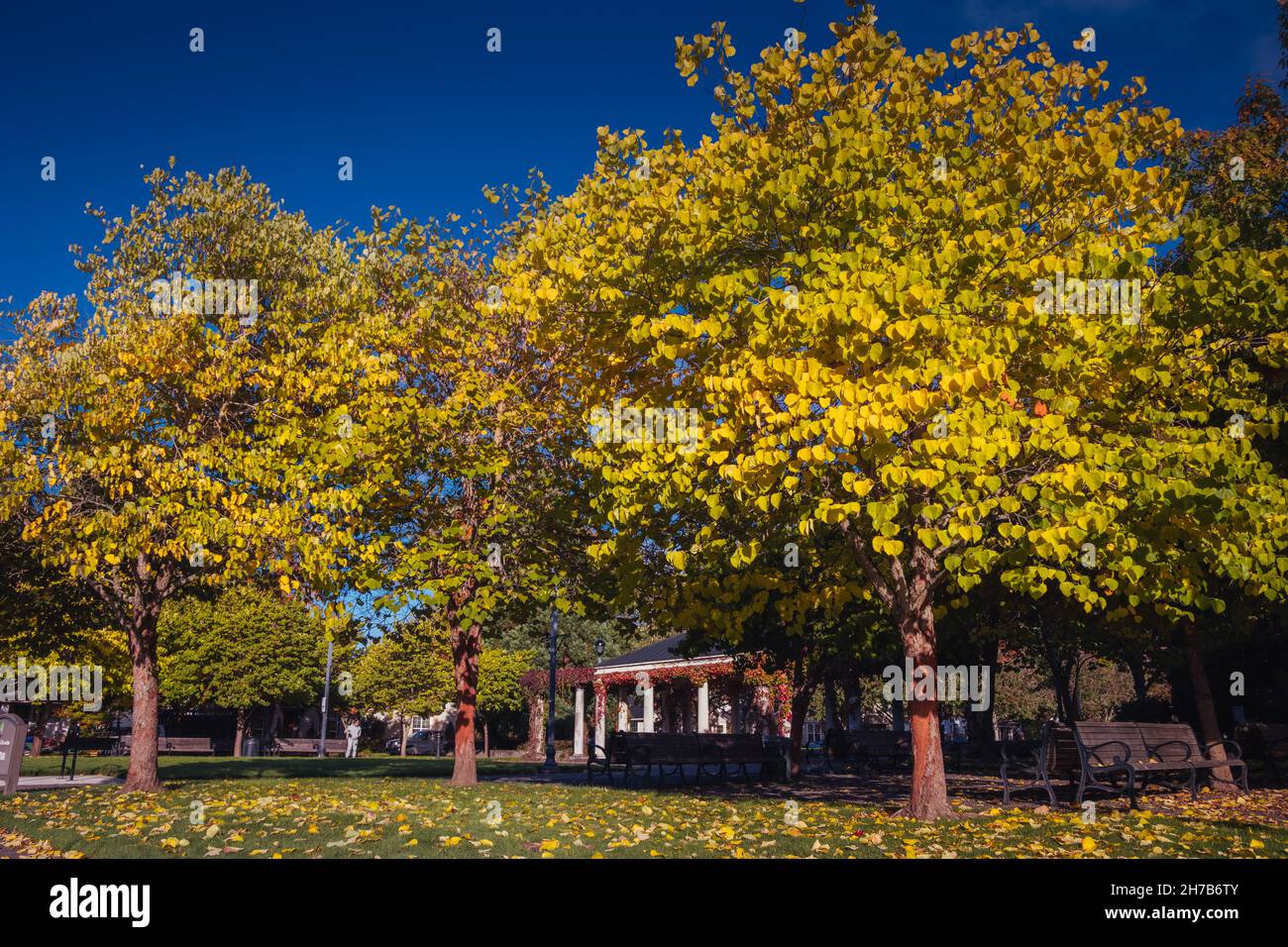 Autumn has come to the city. Deciduous trees with colorful green ...