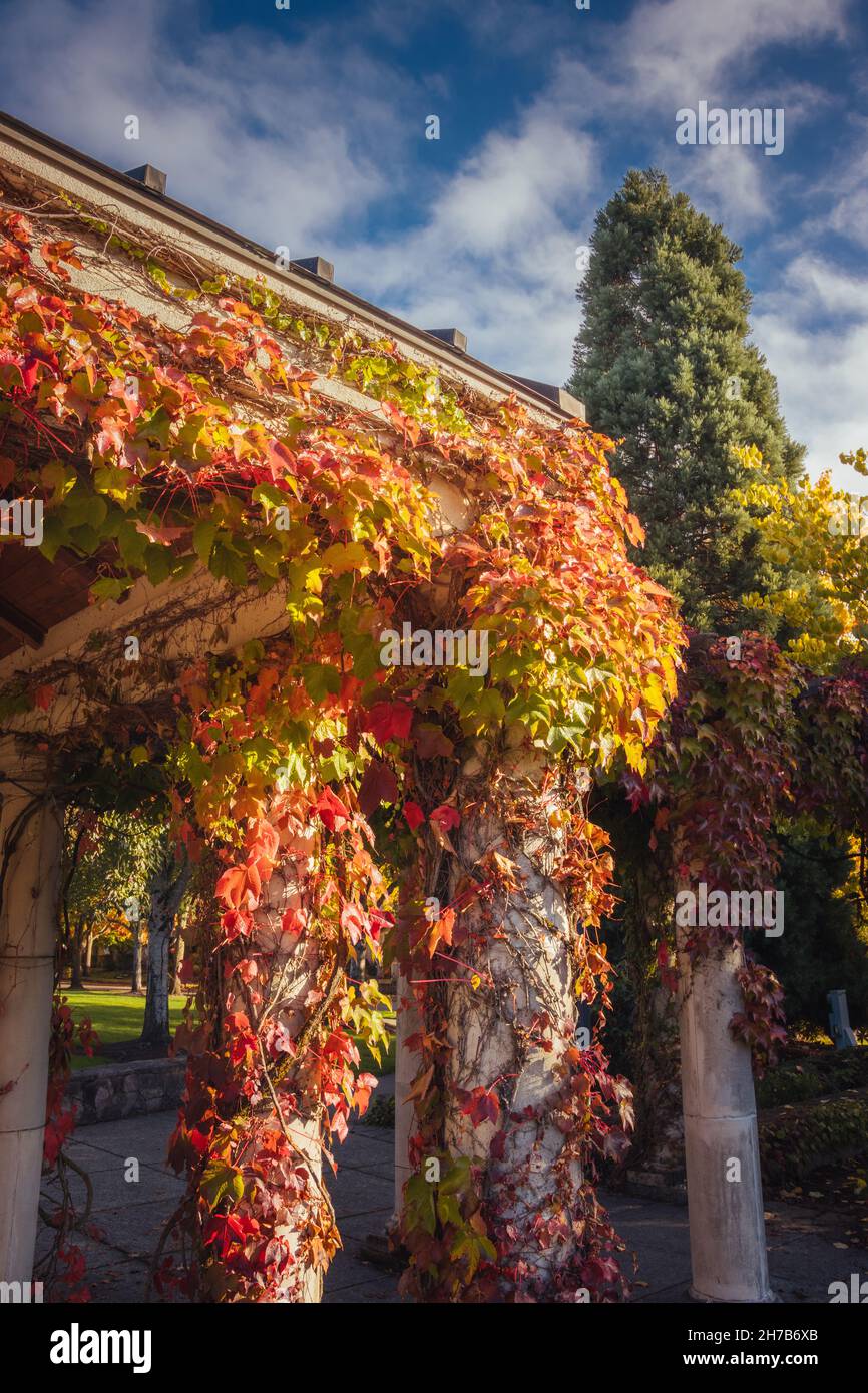 Autumn has come to the city. Deciduous trees with colorful green ...