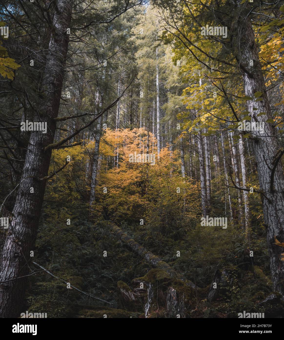 Unreal beautiful autumn tree with golden leaves in the forest. Autumn ...