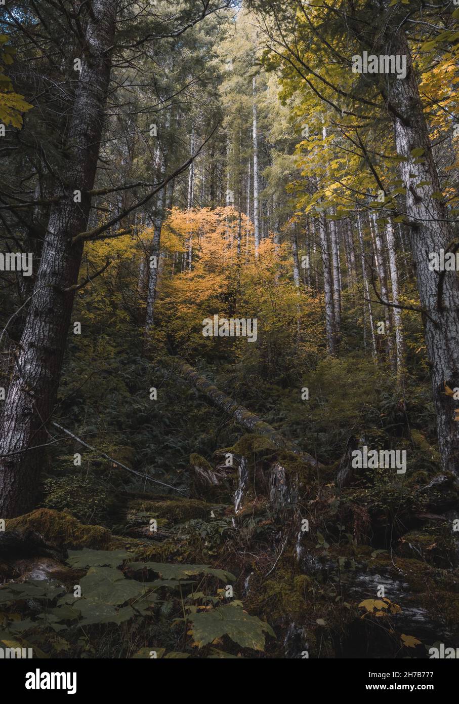 Unreal beautiful autumn tree with golden leaves in the forest. Autumn ...