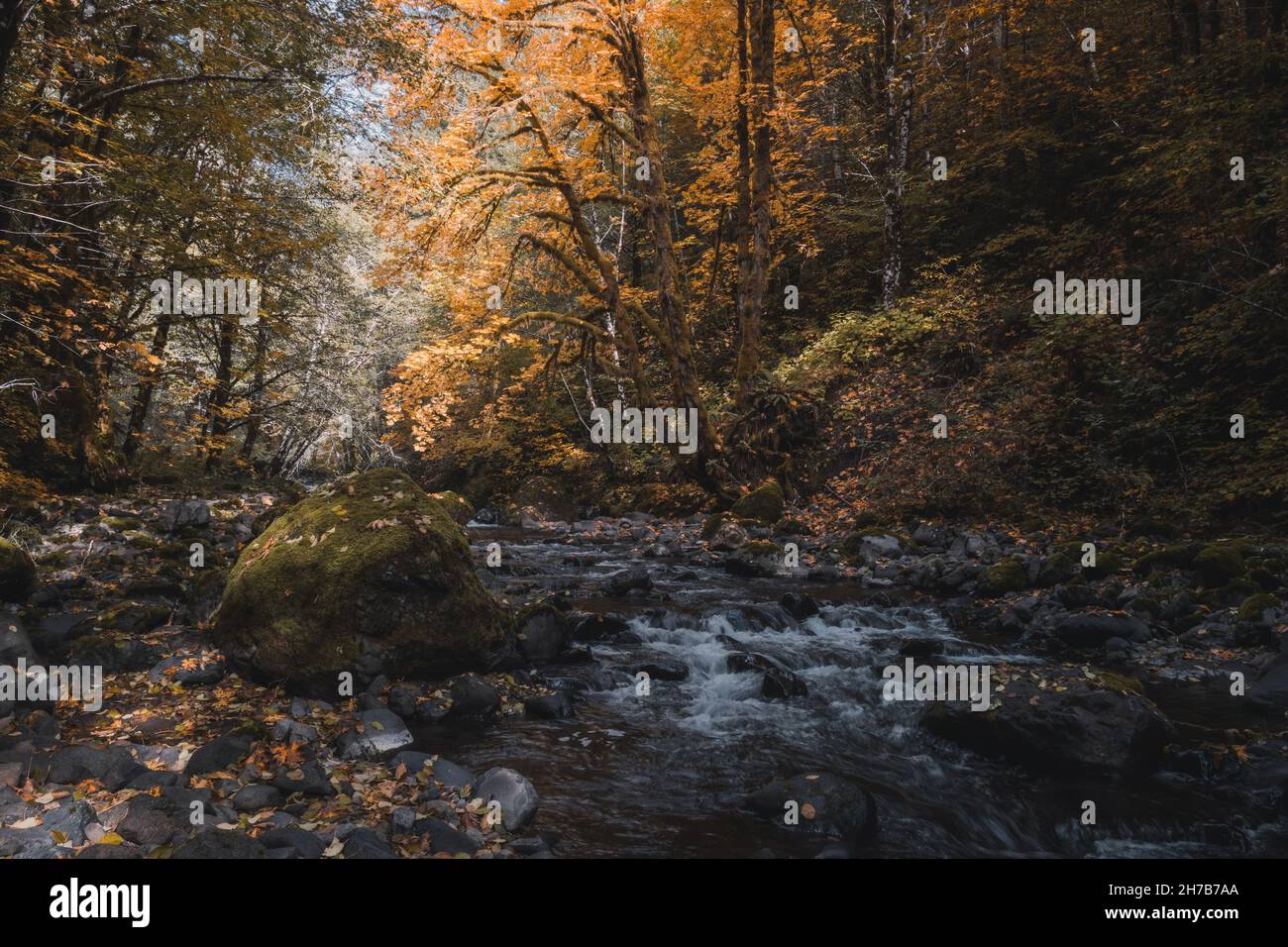Unreal beautiful autumn tree with golden leaves in the forest. Autumn ...