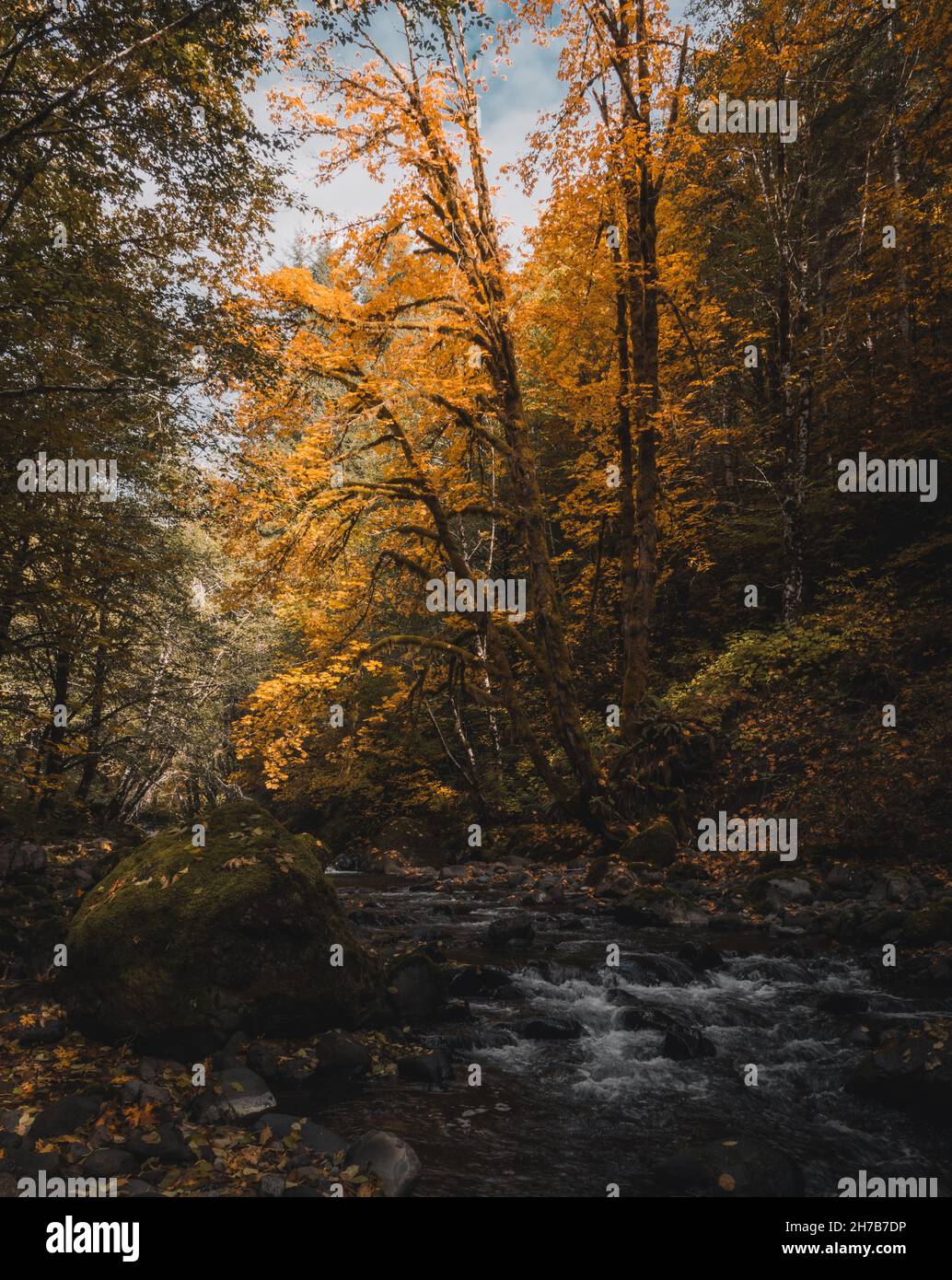 Unreal beautiful autumn tree with golden leaves in the forest. Autumn ...