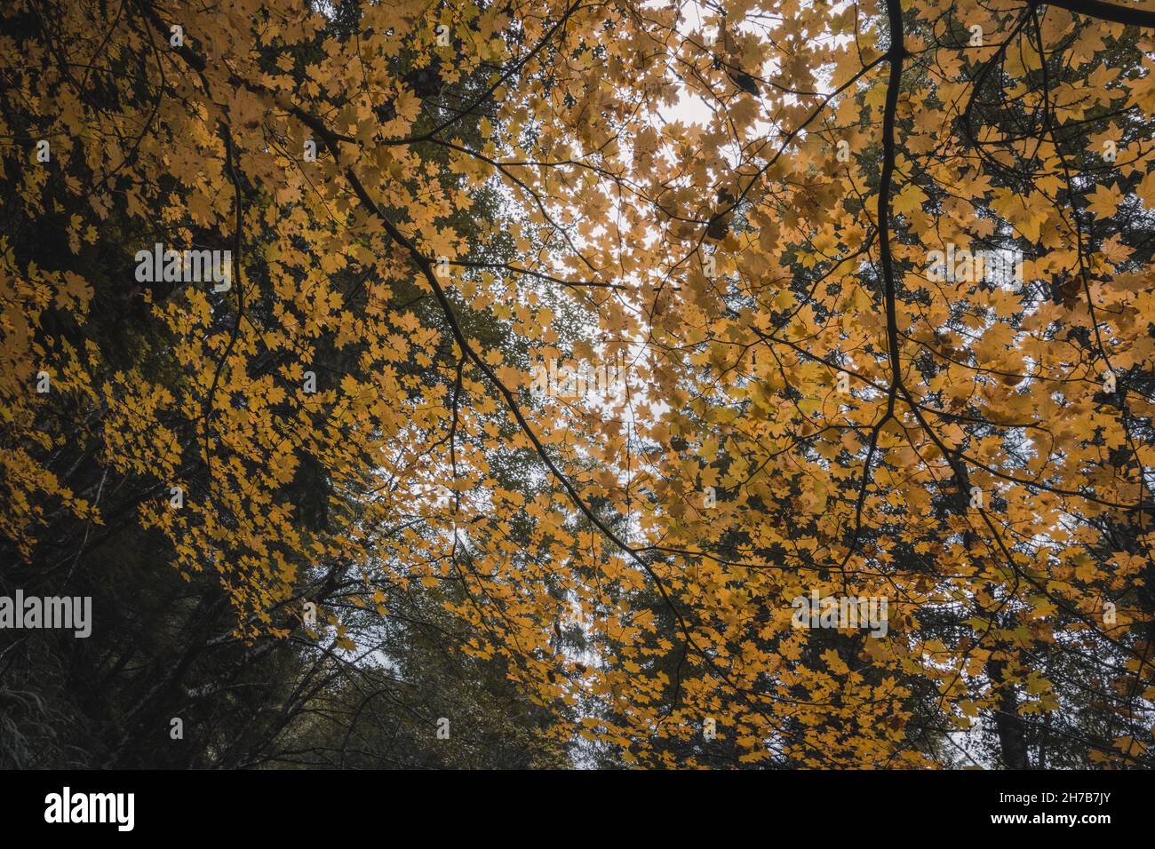 Unreal beautiful autumn tree with golden leaves in the forest. Autumn ...
