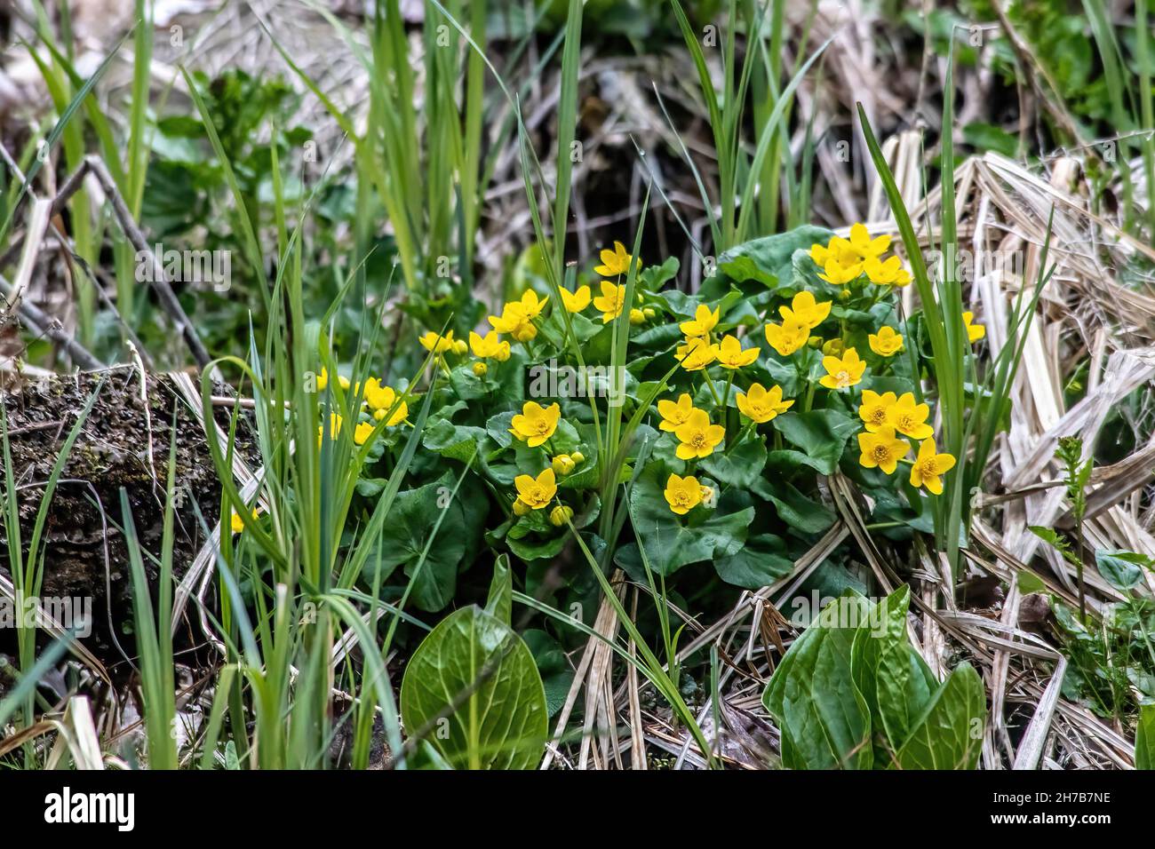 Marsh marigolds in the springtime woods of Interstate State Park, St ...