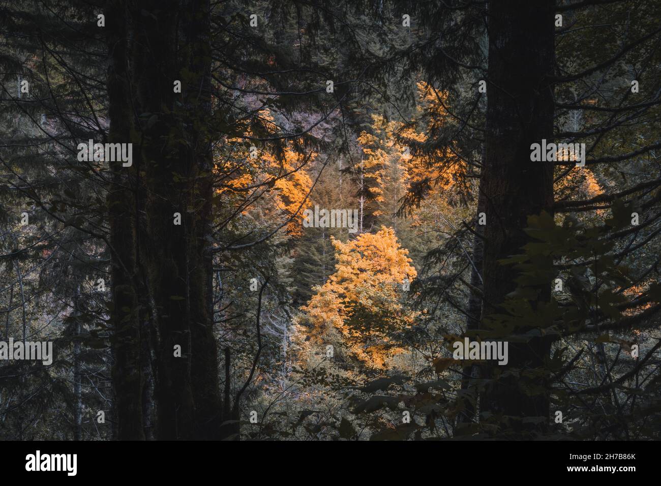 Unreal beautiful autumn tree with golden leaves in the forest. Autumn ...
