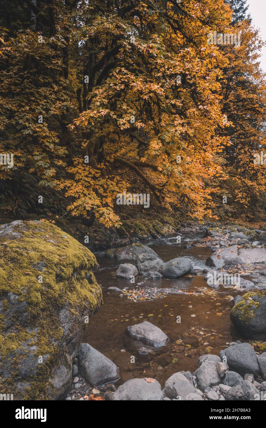 Unreal beautiful autumn tree with golden leaves in the forest. Autumn ...