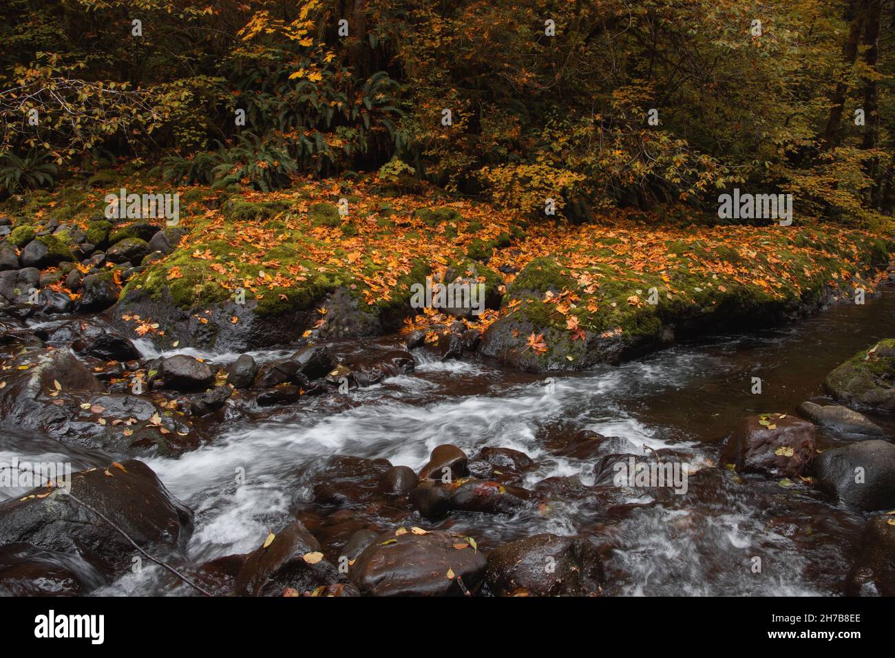 Unreal beautiful autumn tree with golden leaves in the forest. Autumn ...