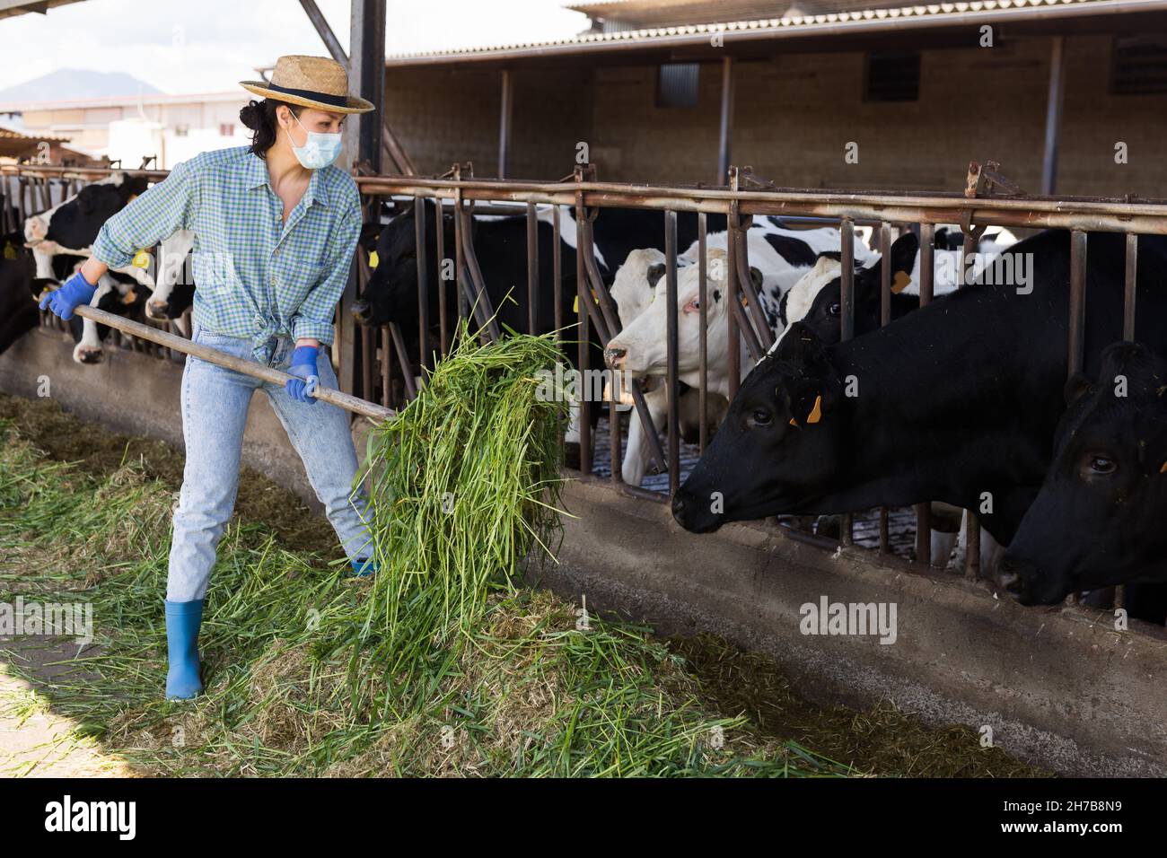 Farm worker in protective mask feeding grass to cows in barn Stock ...