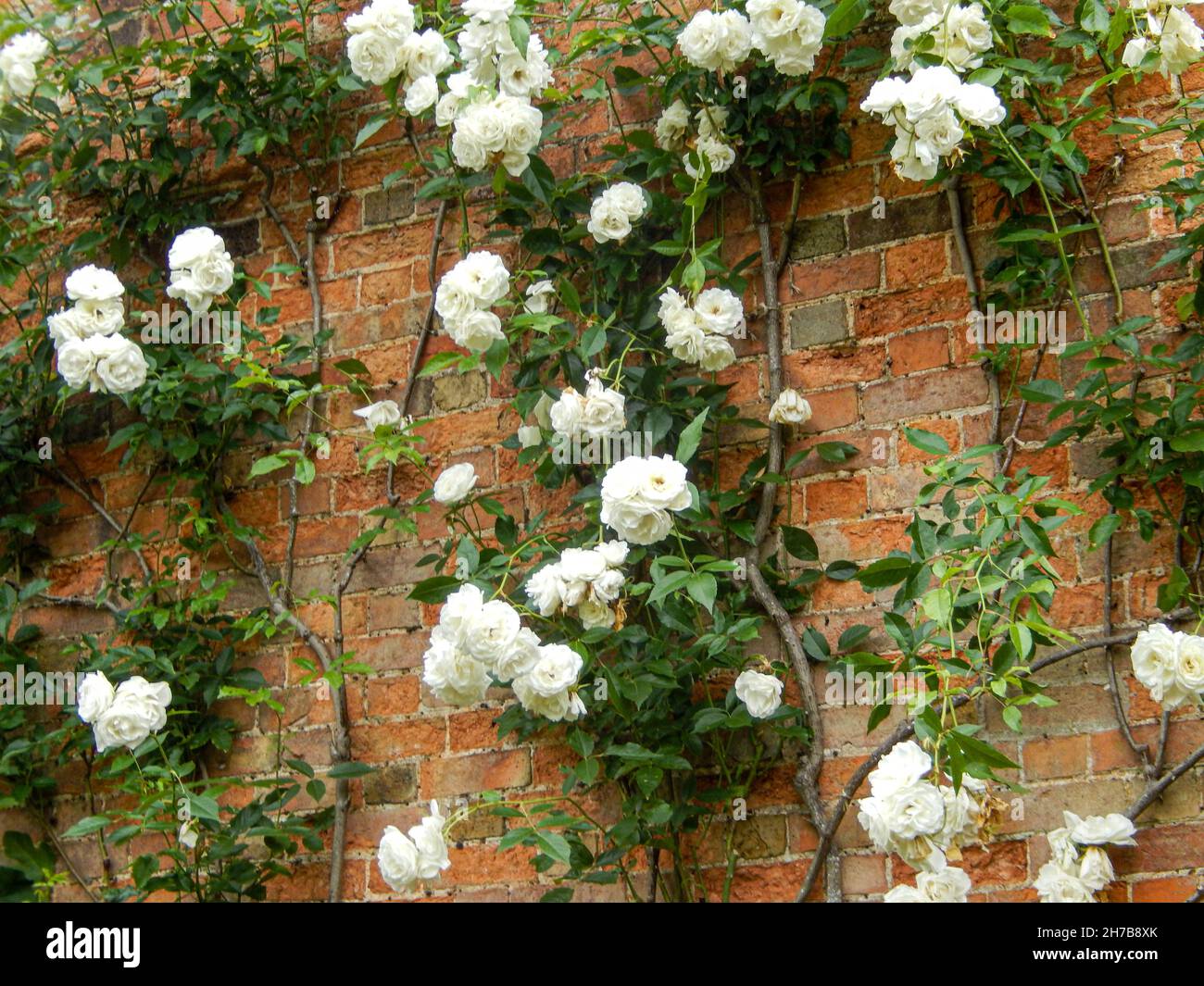 Scenic shot of climbing white roses on the wall Stock Photo - Alamy