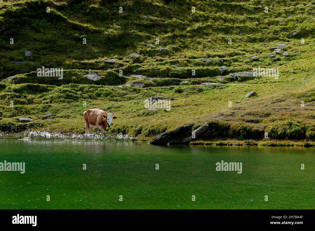 Cow grazes around the lake Bachalpsee, located off the hiking trails on ...