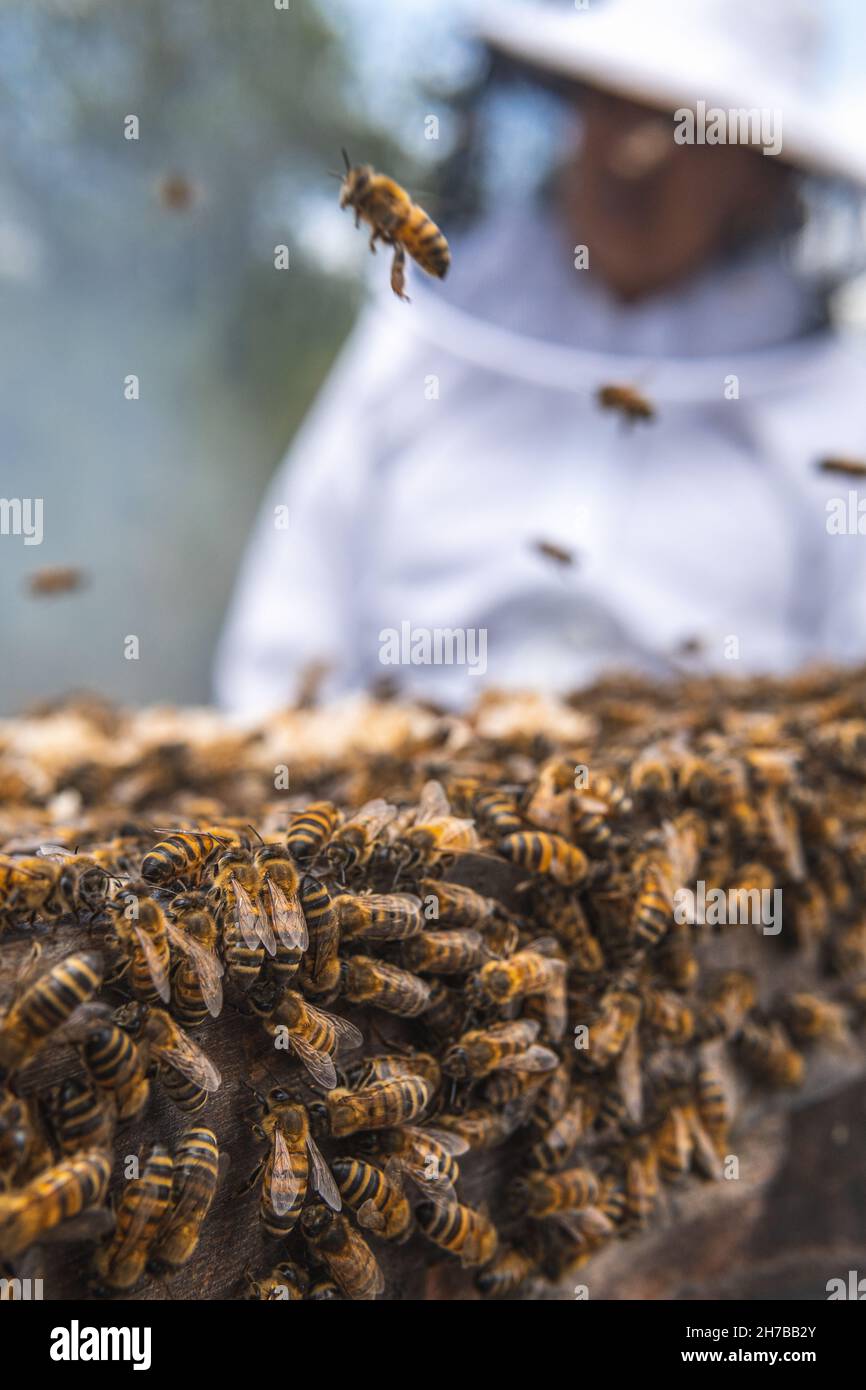 Selective focus of a group of bees in a hive with an unfocused beekeeper observing Stock Photo ...