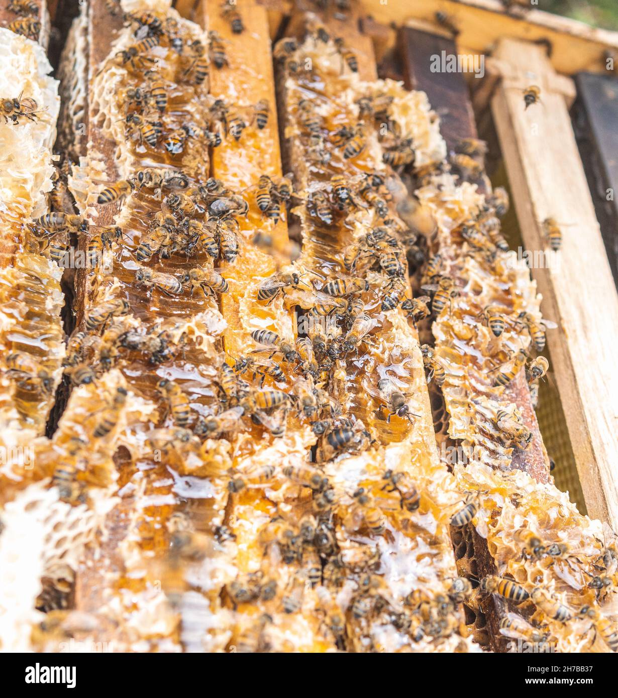 Selective focus of bees working on a honey hive. Beekeeping concept ...