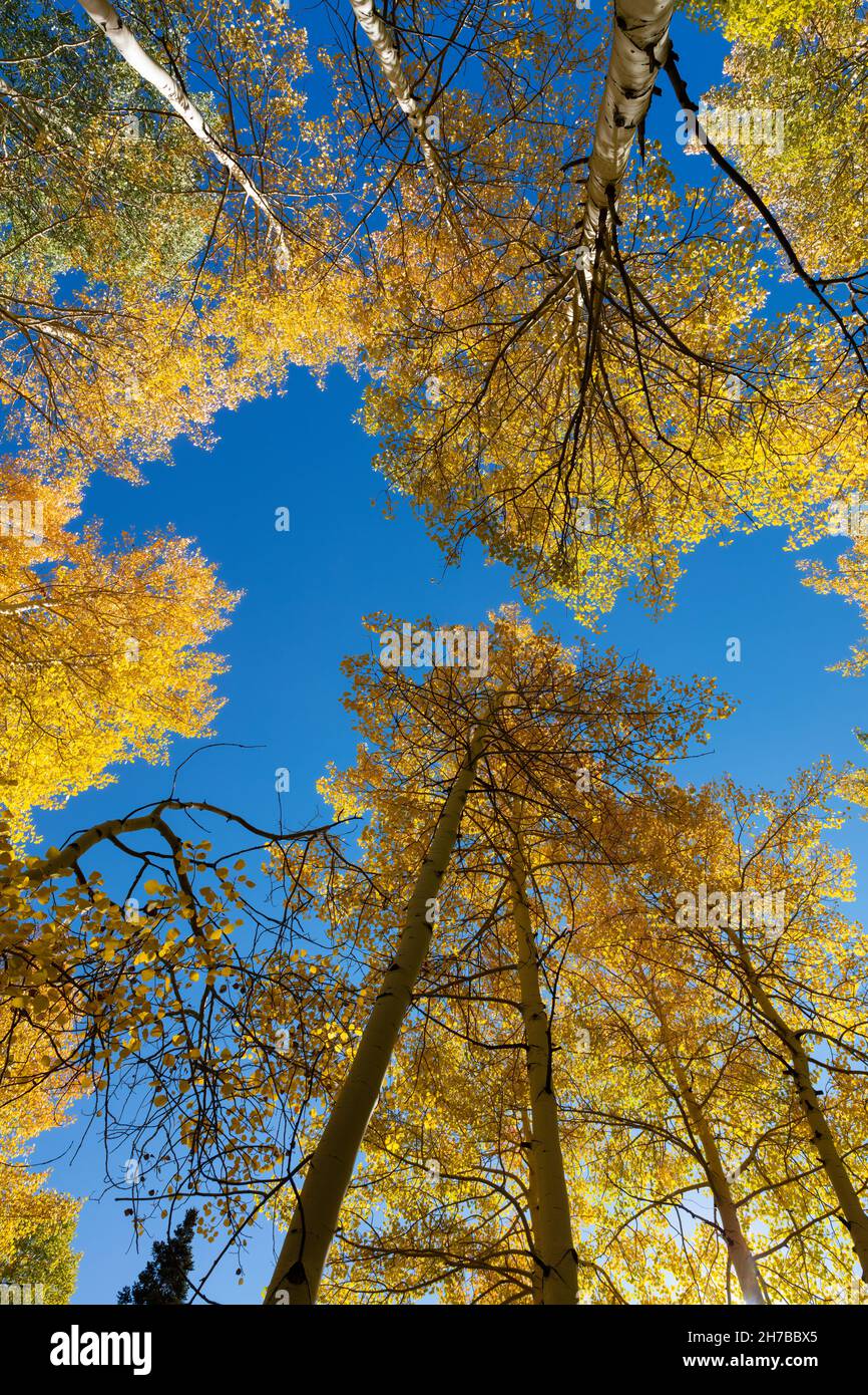 Looking up tall aspen trees hi-res stock photography and images - Alamy
