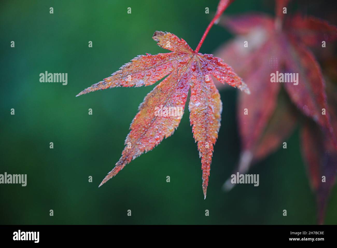Fall foliage japanese maple hi-res stock photography and images - Alamy