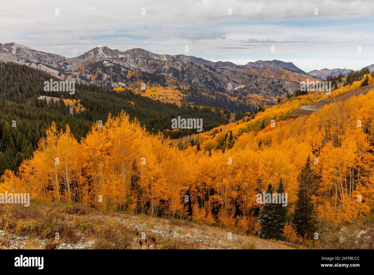Quaking aspen in autumn, Big Cottonwood Canyon, Wasatch Mountains, Utah ...
