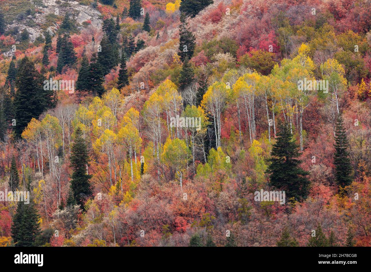 Fall foliage on a hillside, Big Cottonwood Canyon, Wasatch Mountains ...