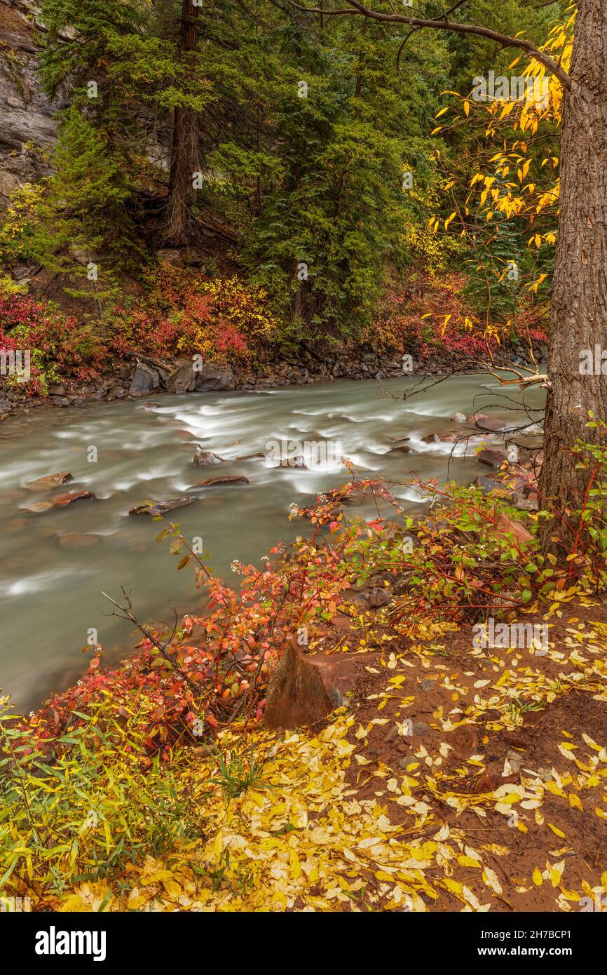 Colorful autumn foliage along the Crystal River, White River National ...