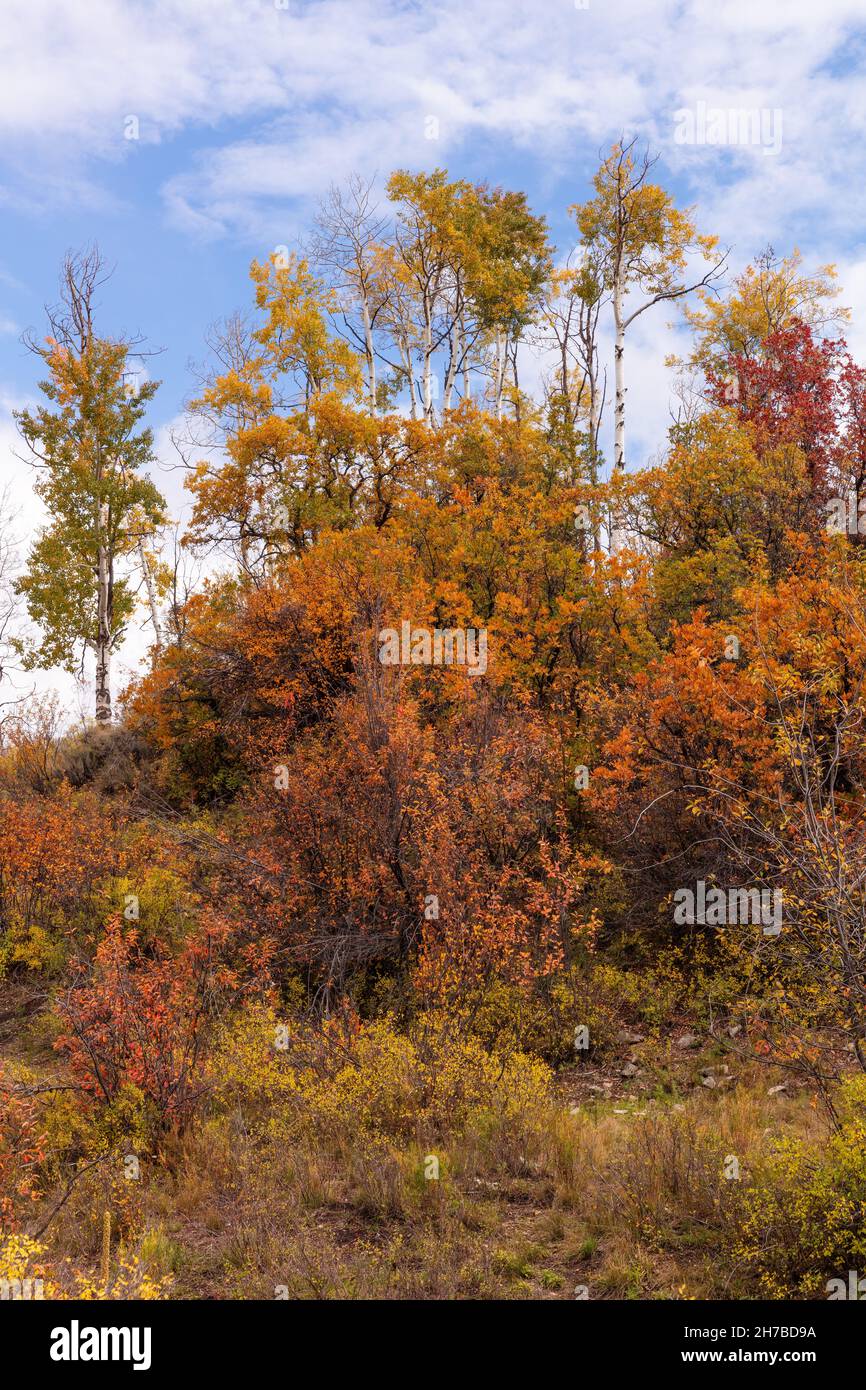Quaking aspen in fall, Kebler Pass Road, Gunnison National Forest ...