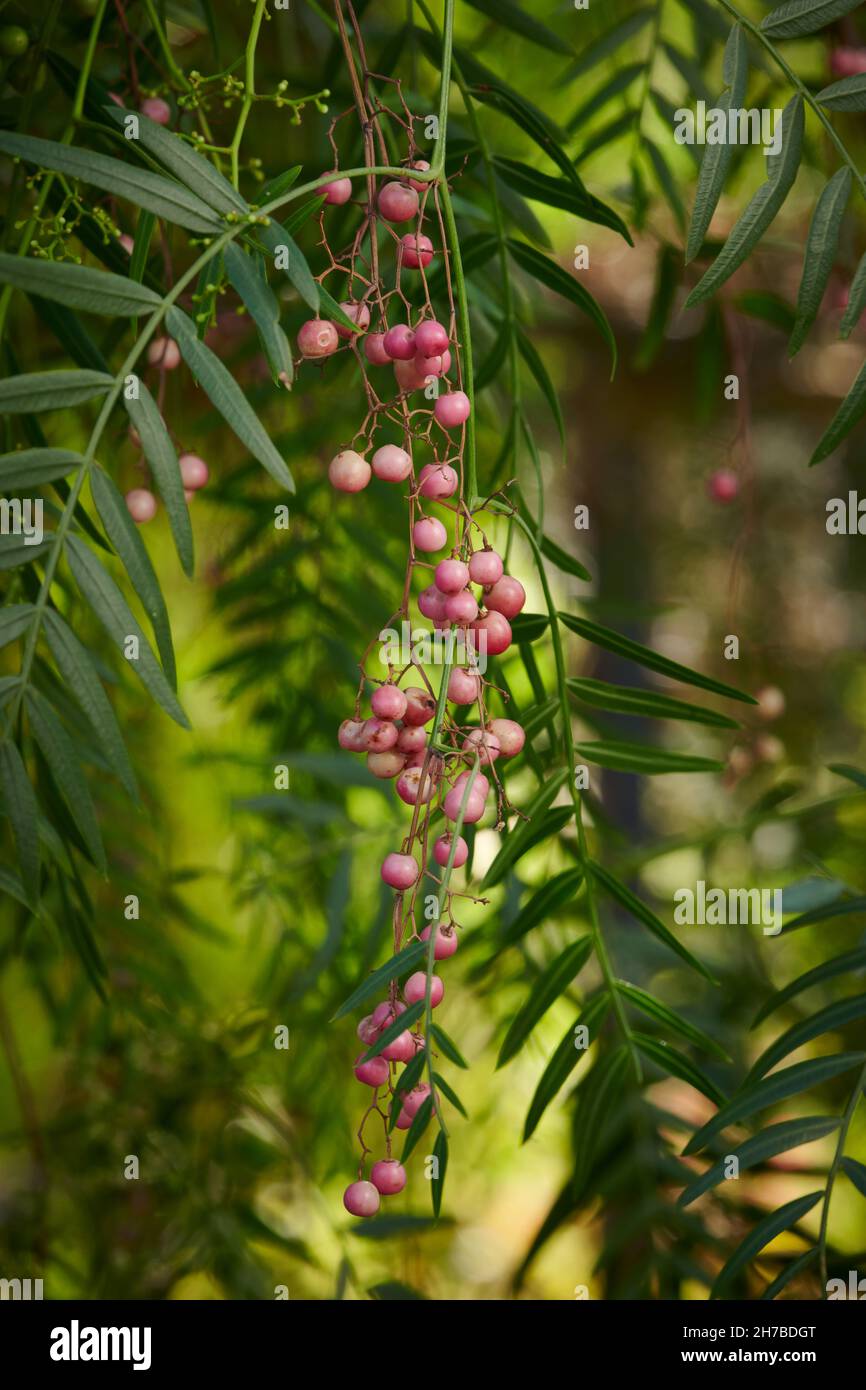 Often called Peruvian pepper or pink pepper the tiny pepper like nuts ...