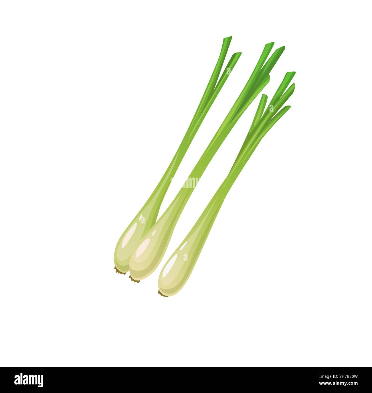 Thai isolated raw lemongrass spice vegetable or lemon grass citronella ...