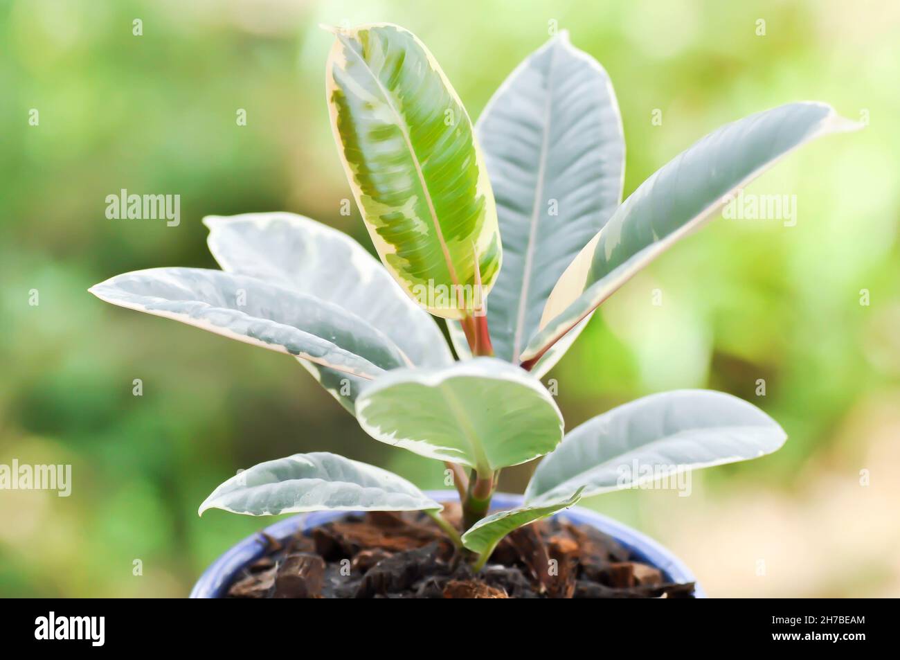 Decora Tree, Indian Rubber Tree or Rubber Plant or Variegated Indian ...