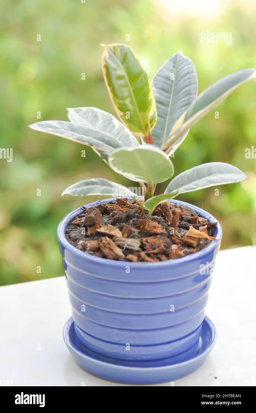 Decora Tree, Indian Rubber Tree or Rubber Plant or Variegated Indian ...