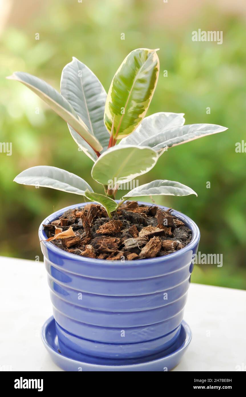 Decora Tree, Indian Rubber Tree or Rubber Plant or Variegated Indian ...