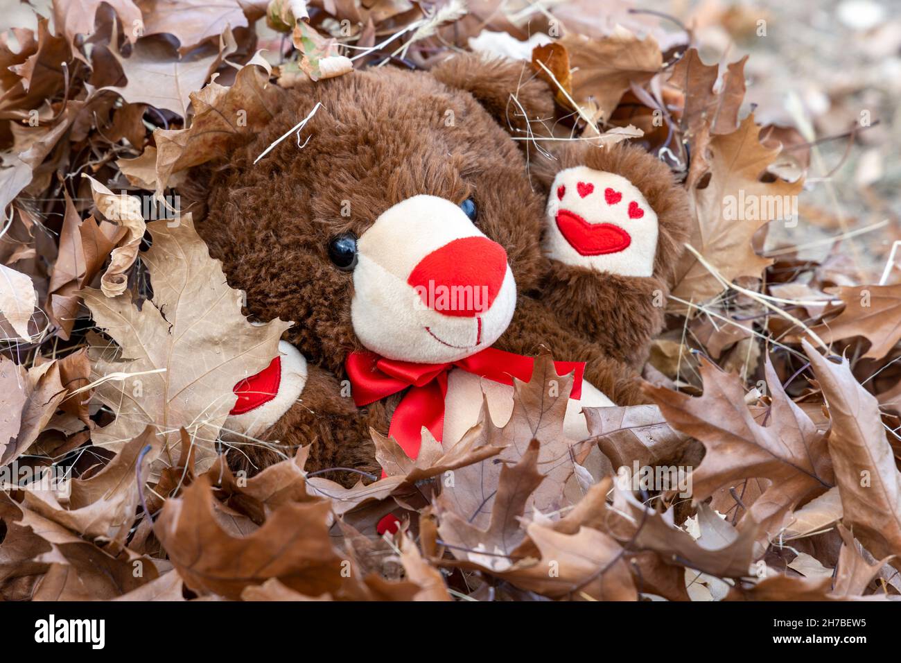Fluffy Teddy Bear High Resolution Stock Photography and Images - Alamy
