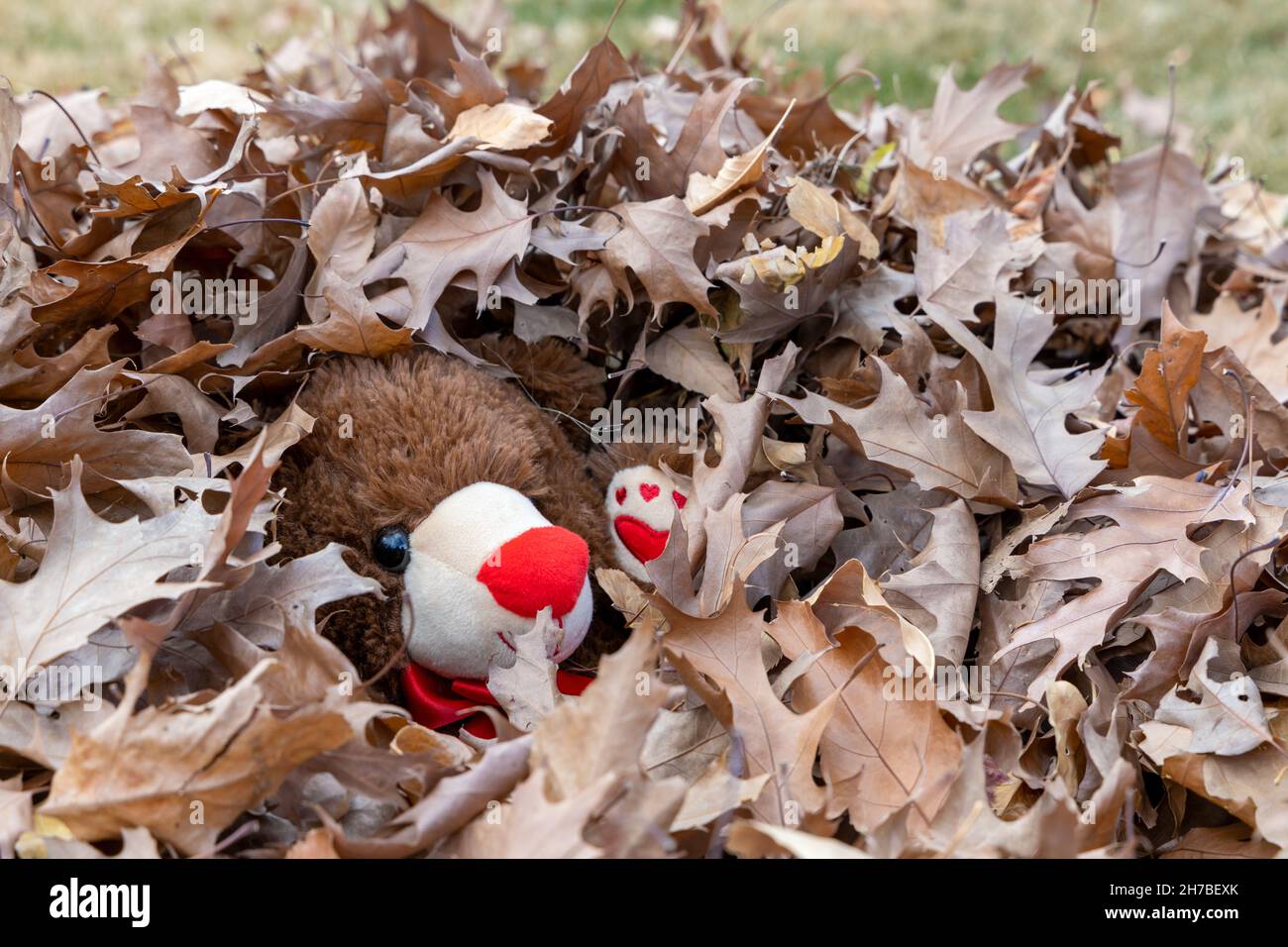 Fluffy teddy bear hi-res stock photography and images - Alamy