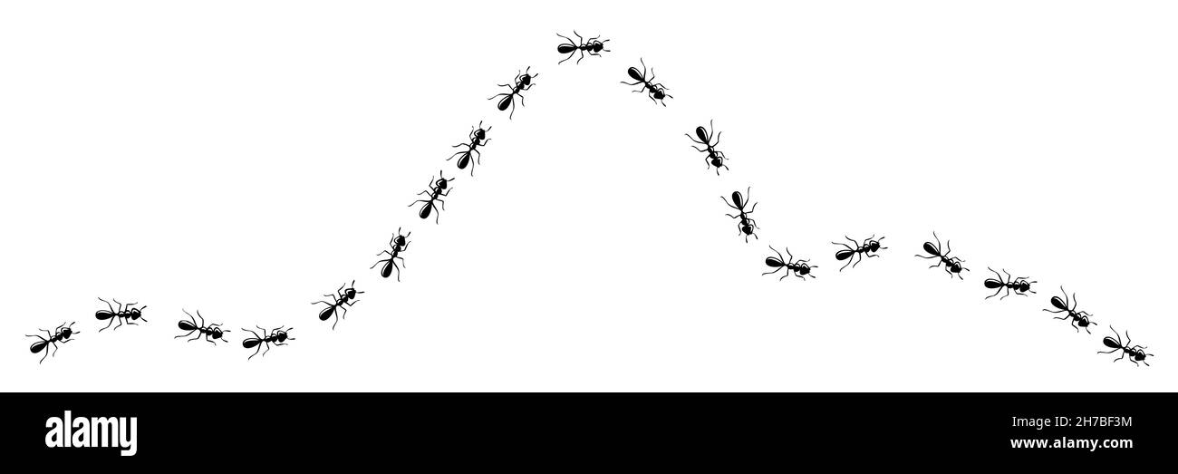 Worker ants trail curve. Ant path isolated in white background. Vector illustration Stock Vector ...