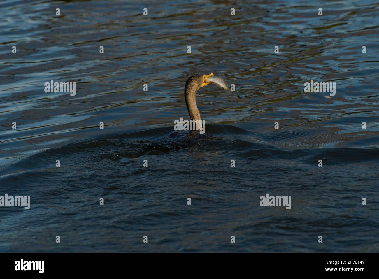 Bi4rd hi-res stock photography and images - Alamy