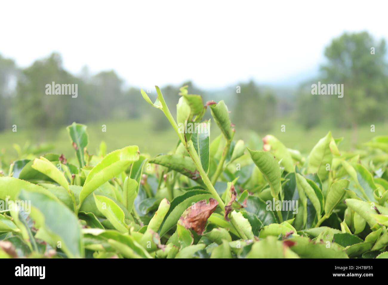 Garden Tea Beautiful Nature of Indonesia Stock Photo - Alamy
