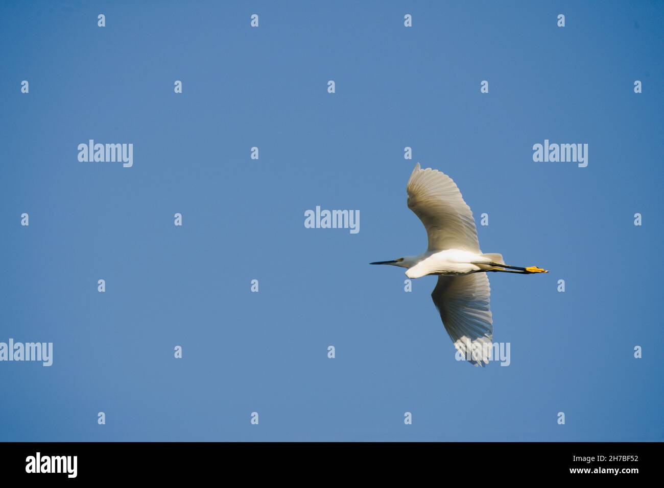 Egret gracefully soars with its shapely wings, displaying its fine ...