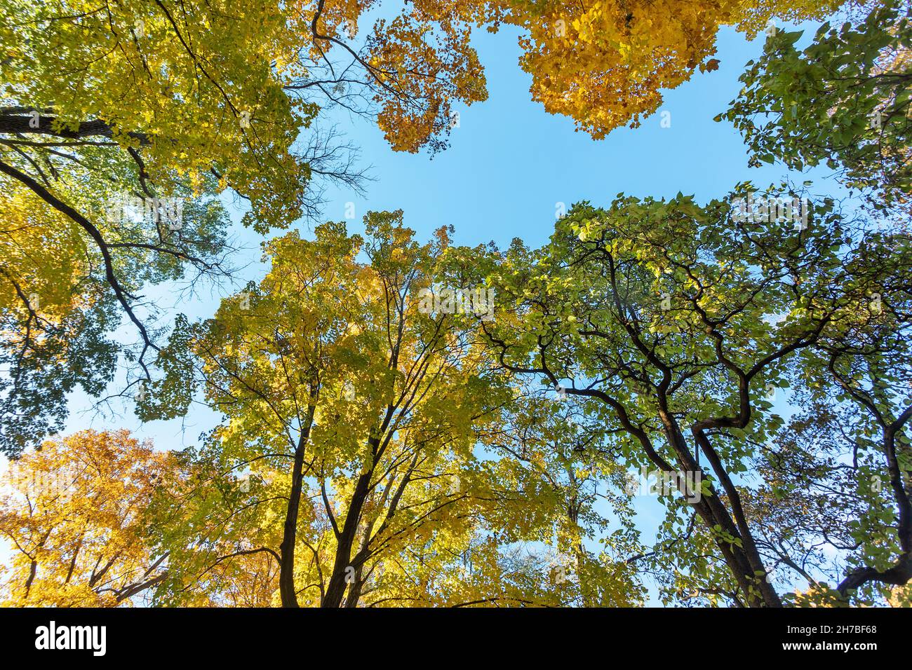 Autumn trees at Crapo Park in Burlington, Iowa Stock Photo - Alamy