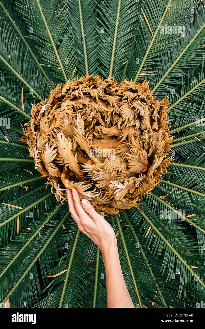 Palm tree bud hi-res stock photography and images - Alamy