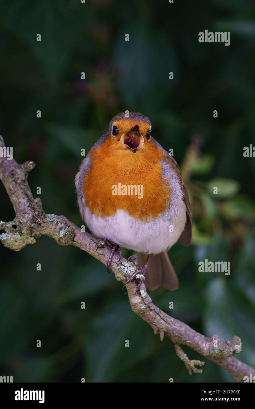 Vertical shot of a finch perched on a tree branch Stock Photo - Alamy